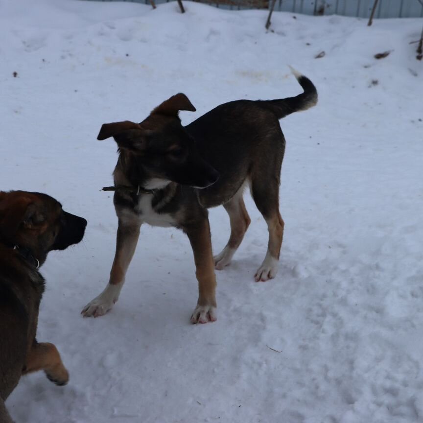 Два щенка, вырастут среднего размера