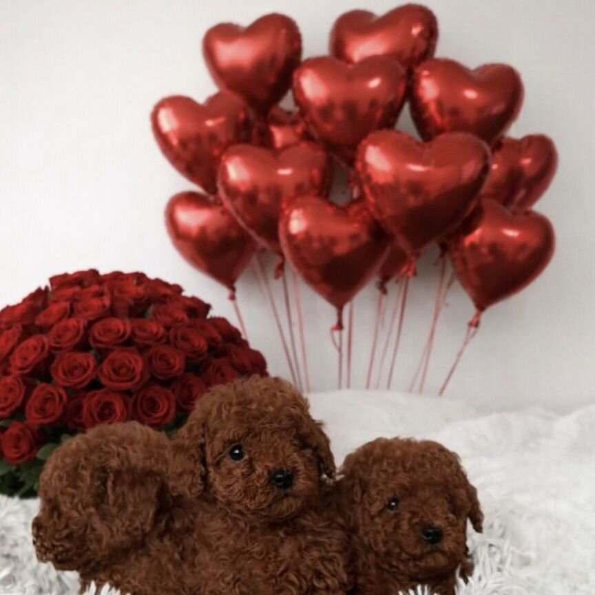 Той-пудель, щенок