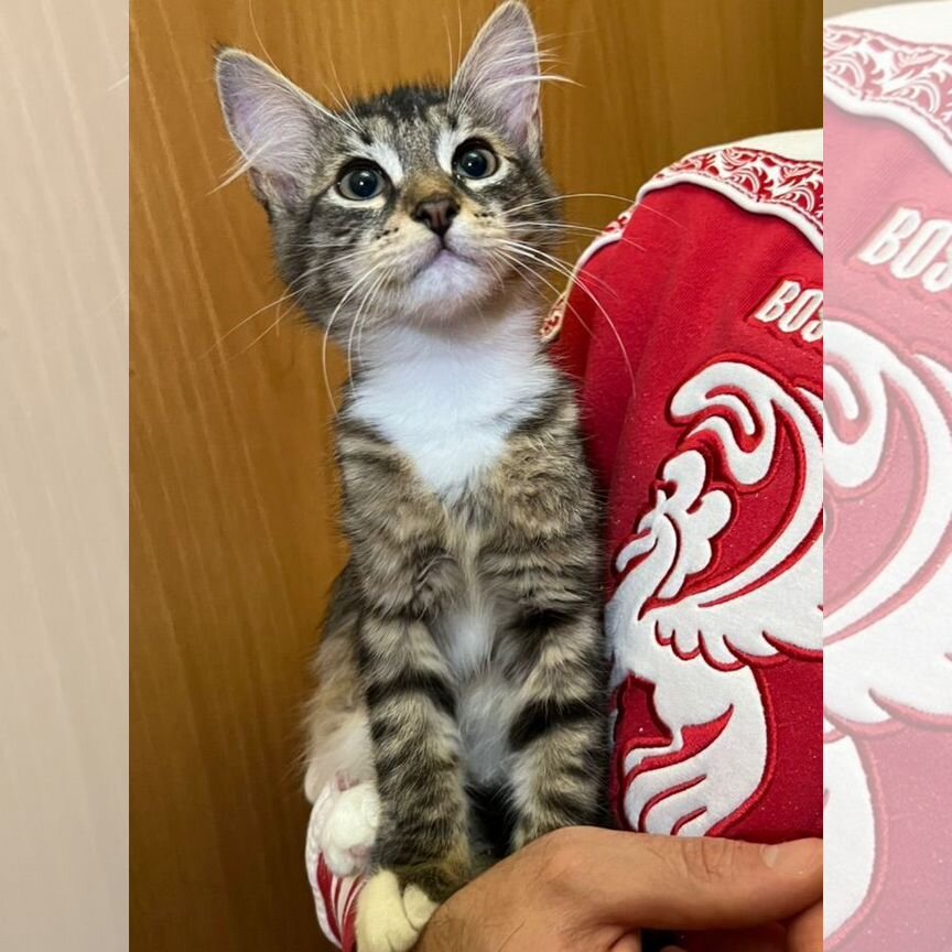 Котёнок в добрые руки