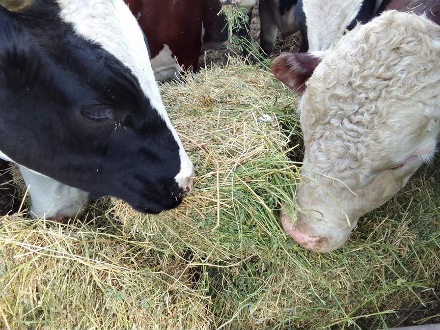 Продам сено в рулонах