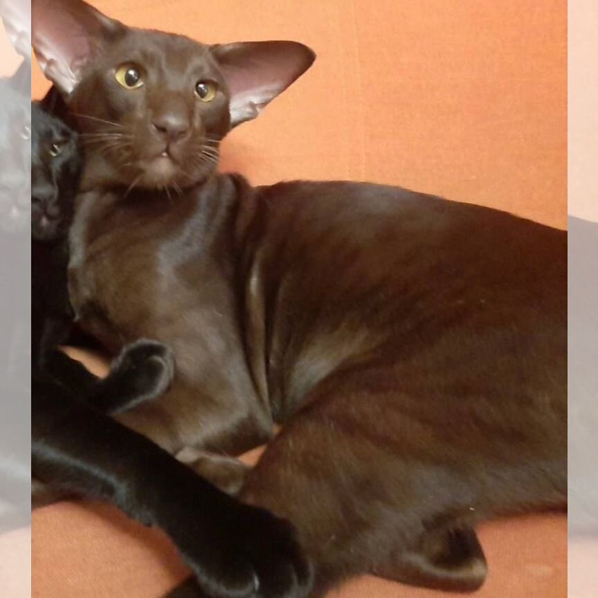 Ориентальный кот, вязка