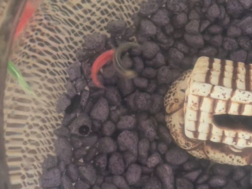 Аквариумные рыбки