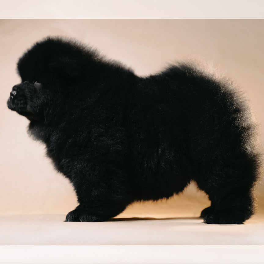 Чау-чау, щенок