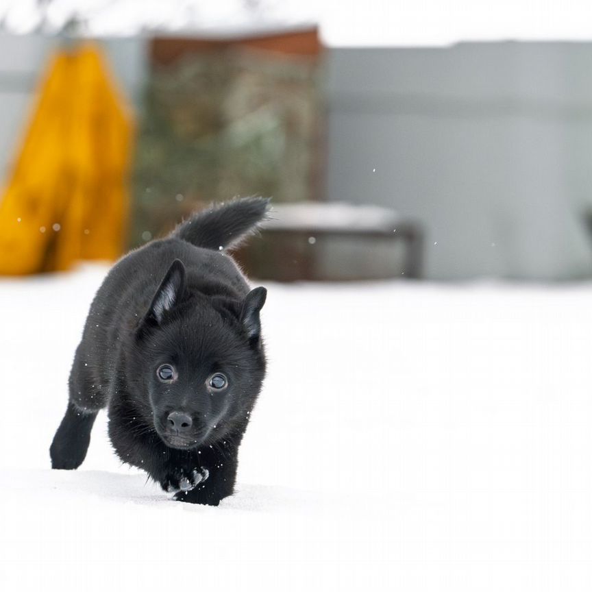 Схипперке, щенок