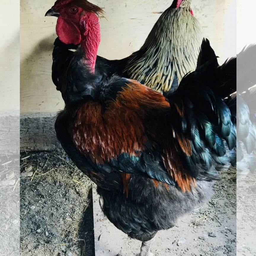 Голошейные петухи