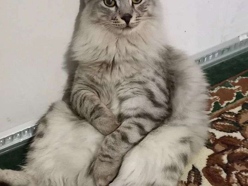 Кошка в дар бесплатно