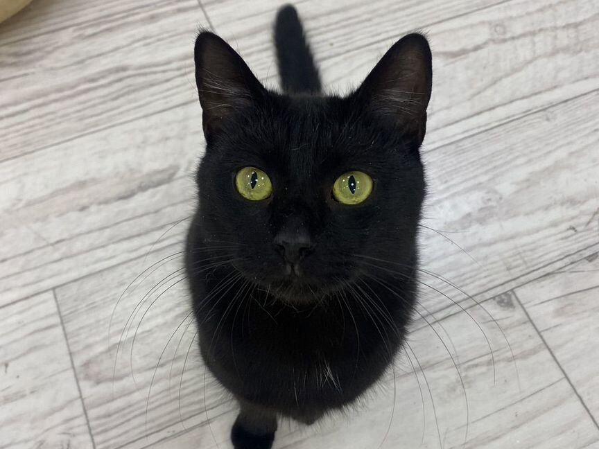 Кот Пармезан ищет дом