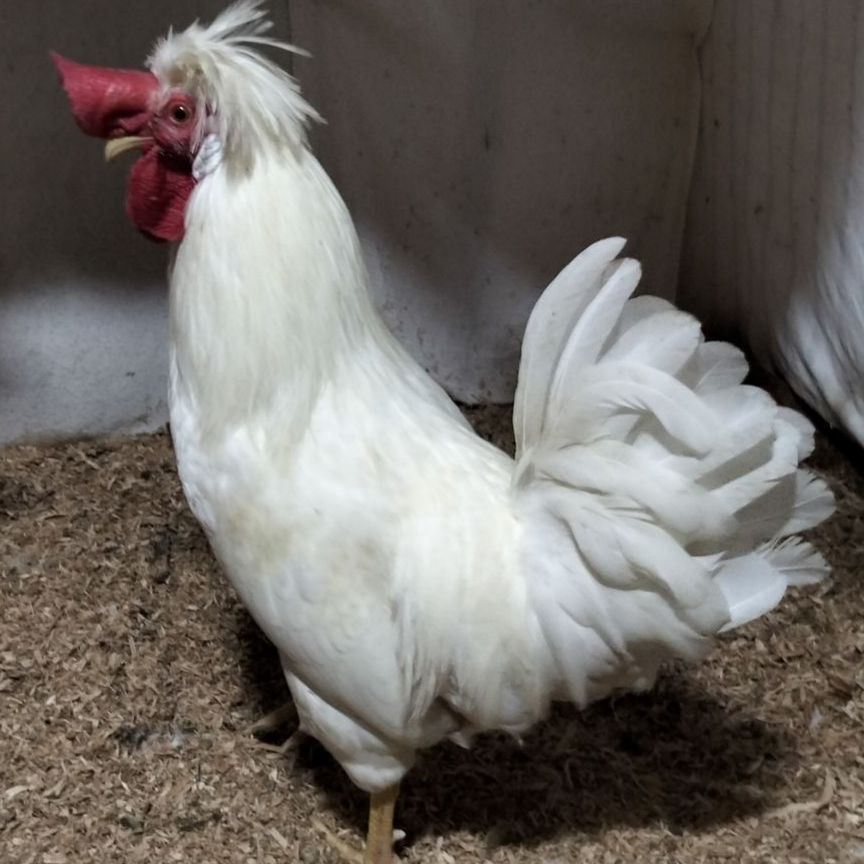 Молодые петухи