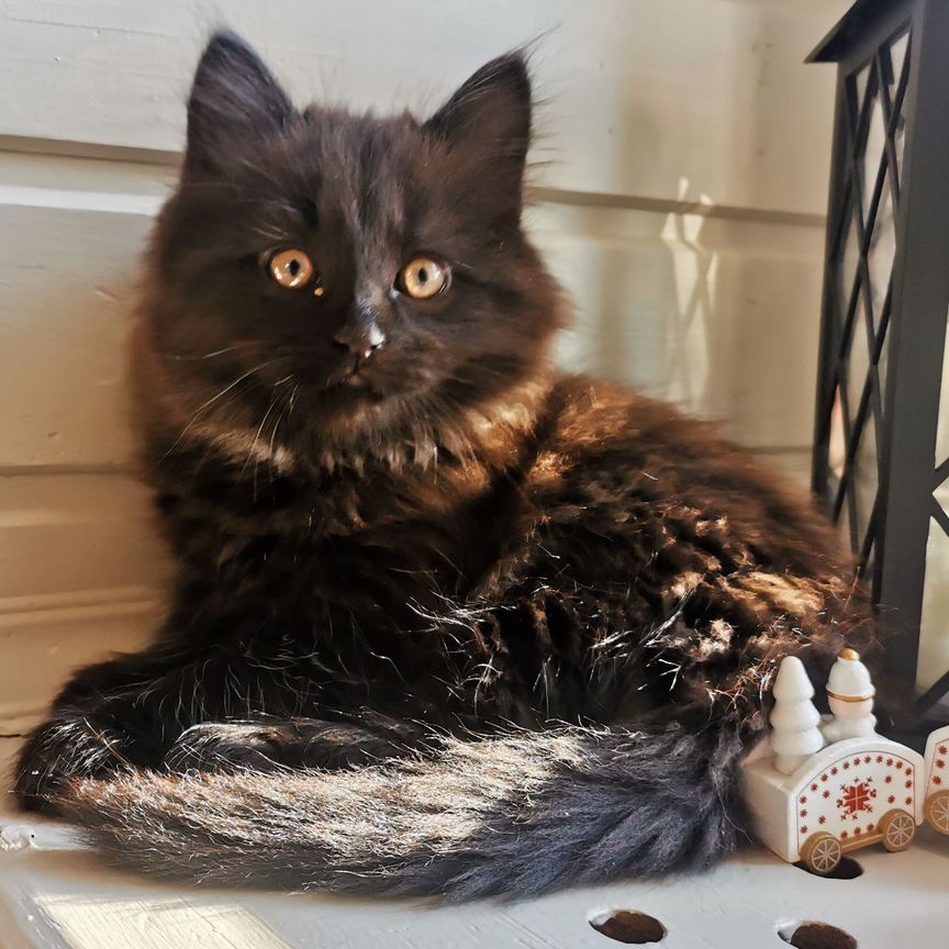 Котёнок от частного владельца