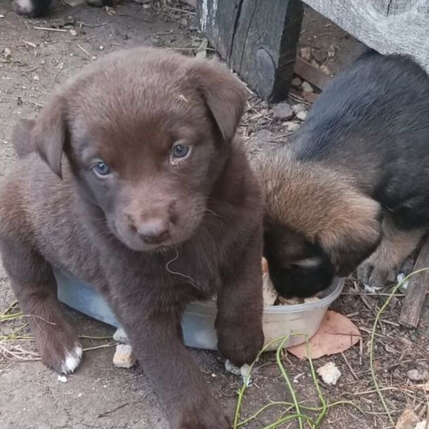 Спасите бездомных и брошенных щенят