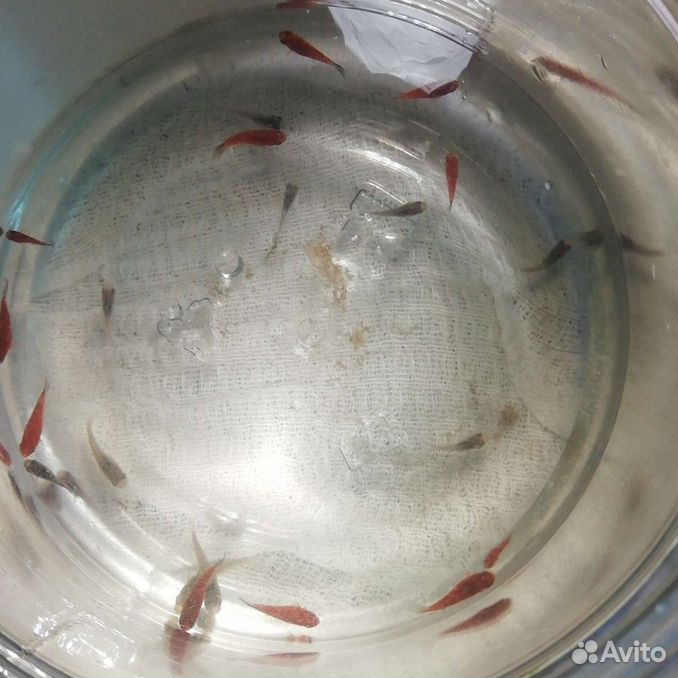 Аквариумные рыбки(бронь)