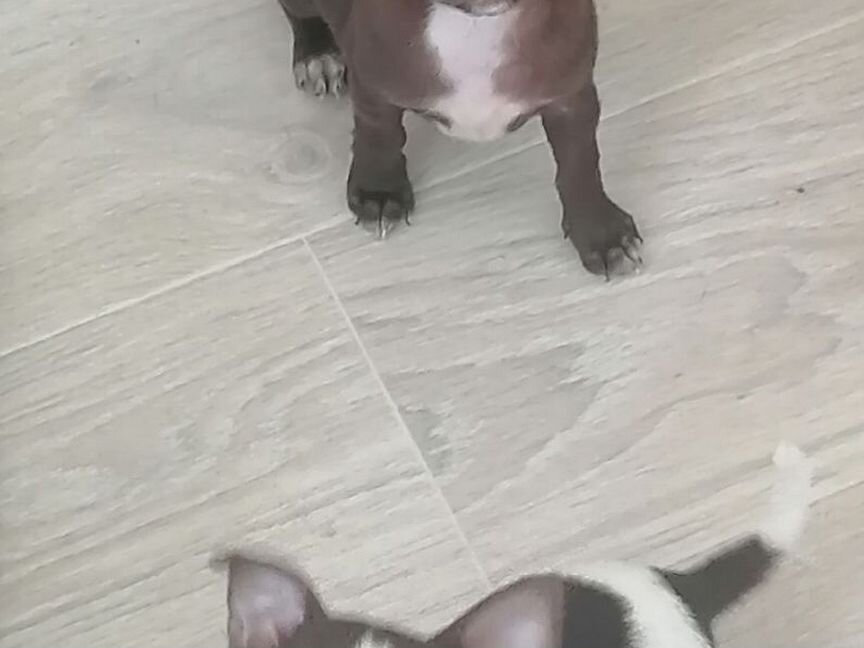 Очень красивые девочки