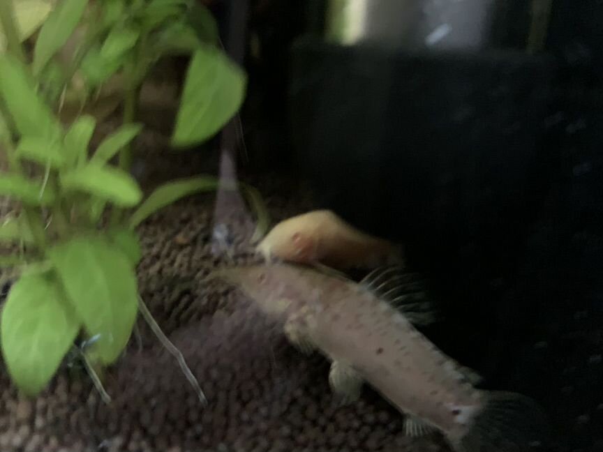 Отдам рыбок (таракатум и коридором панда)