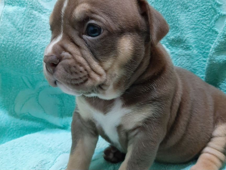 Щенки американского булли