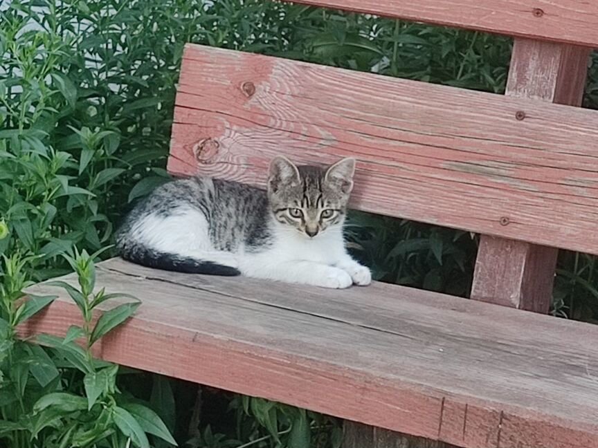 Подкидыши котята в добрые руки