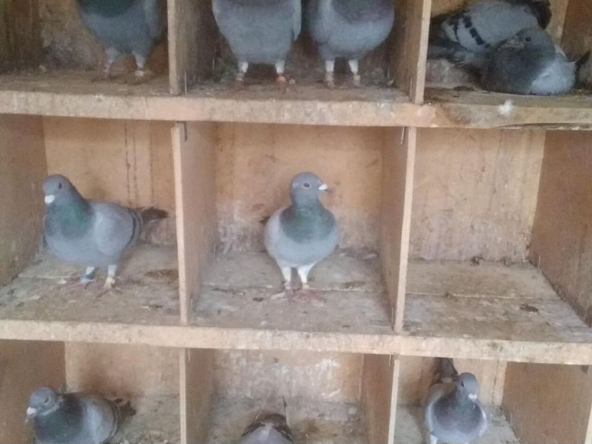 Голуби почтовые