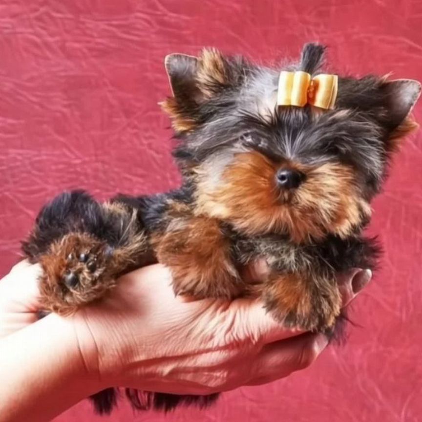 Йоркширский терьер, щенок