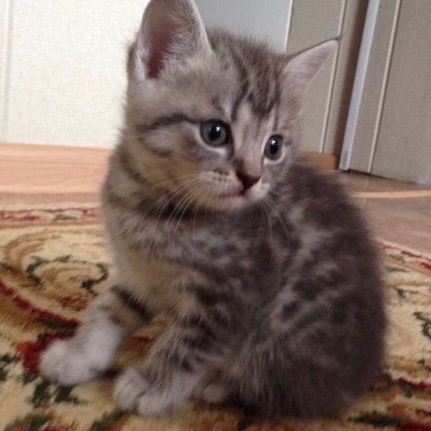 Шотландский вислоухий короткошёрстный котёнок