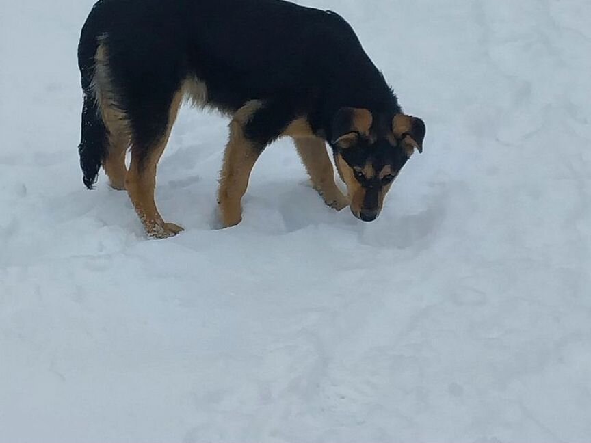 Щенок (в опасности). Ищем дом