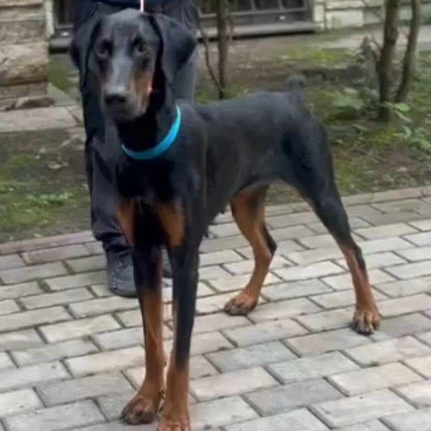 Доберман. Спасённая из Турции девчонка