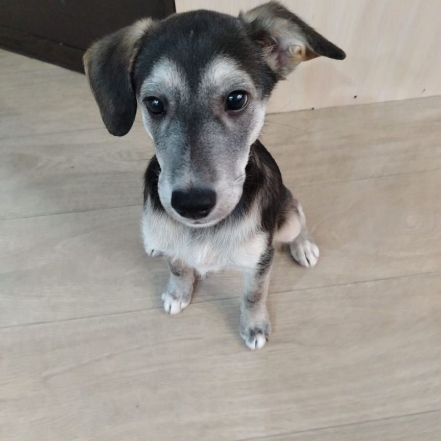 Щенок 3 месяца