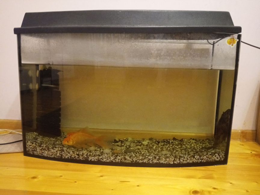 Аквариумные рыбки