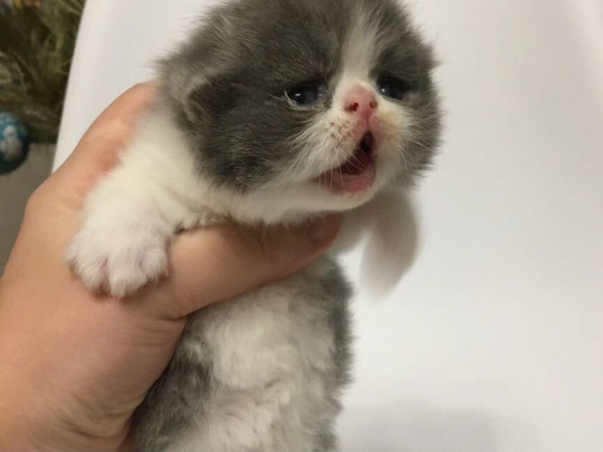 Персидский котенок