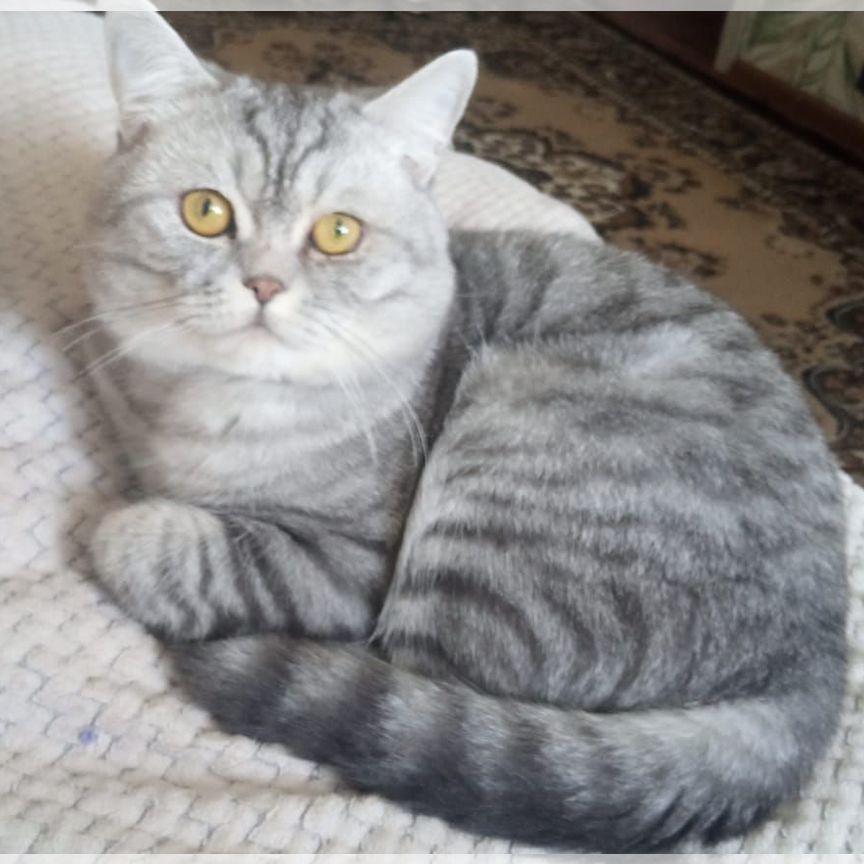 Отдам кота Шотландец