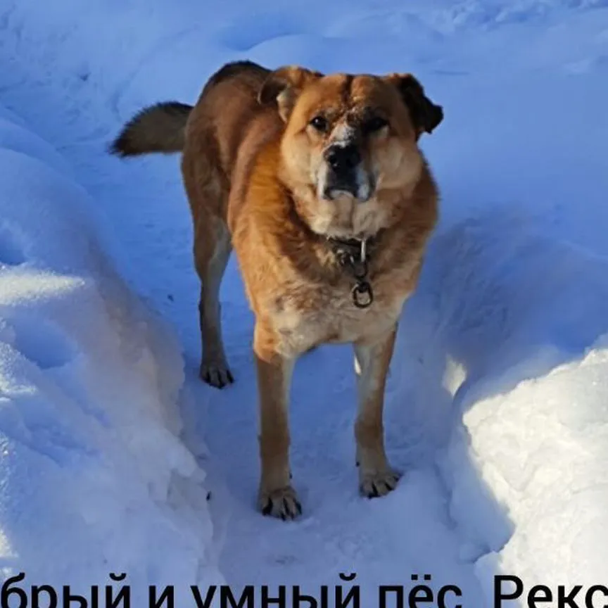 Ищем нового хозяина