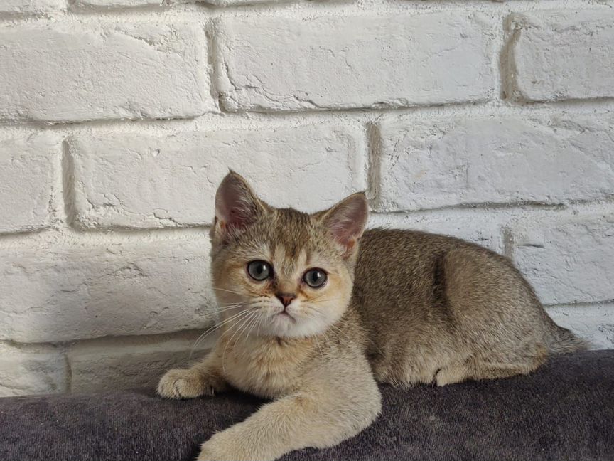 Маленькая пума -страйт