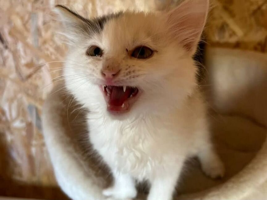 Маленький котенок ищет дом