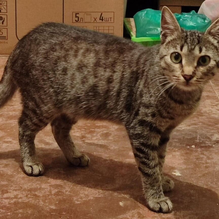 Кошка ласкуша в добрые руки