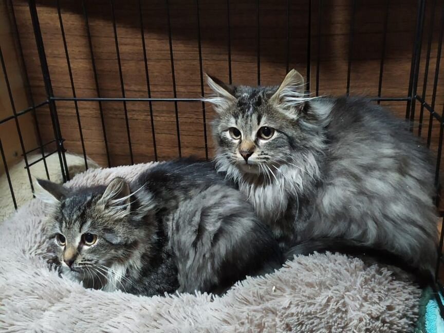Котята в добрые руки