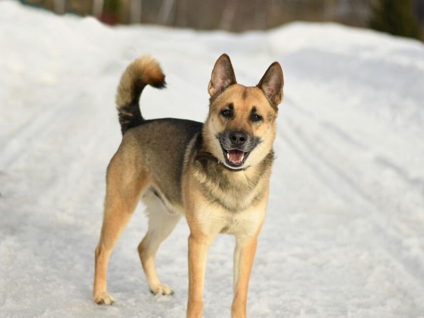 Ральф нежный и ласковый малыш