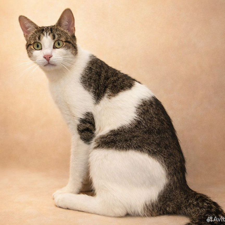 Взрослый кот в добрые руки