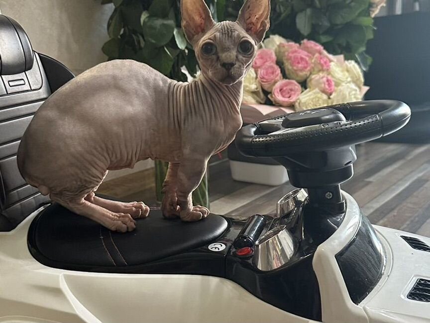 Котенок бамбино,короткие лапки