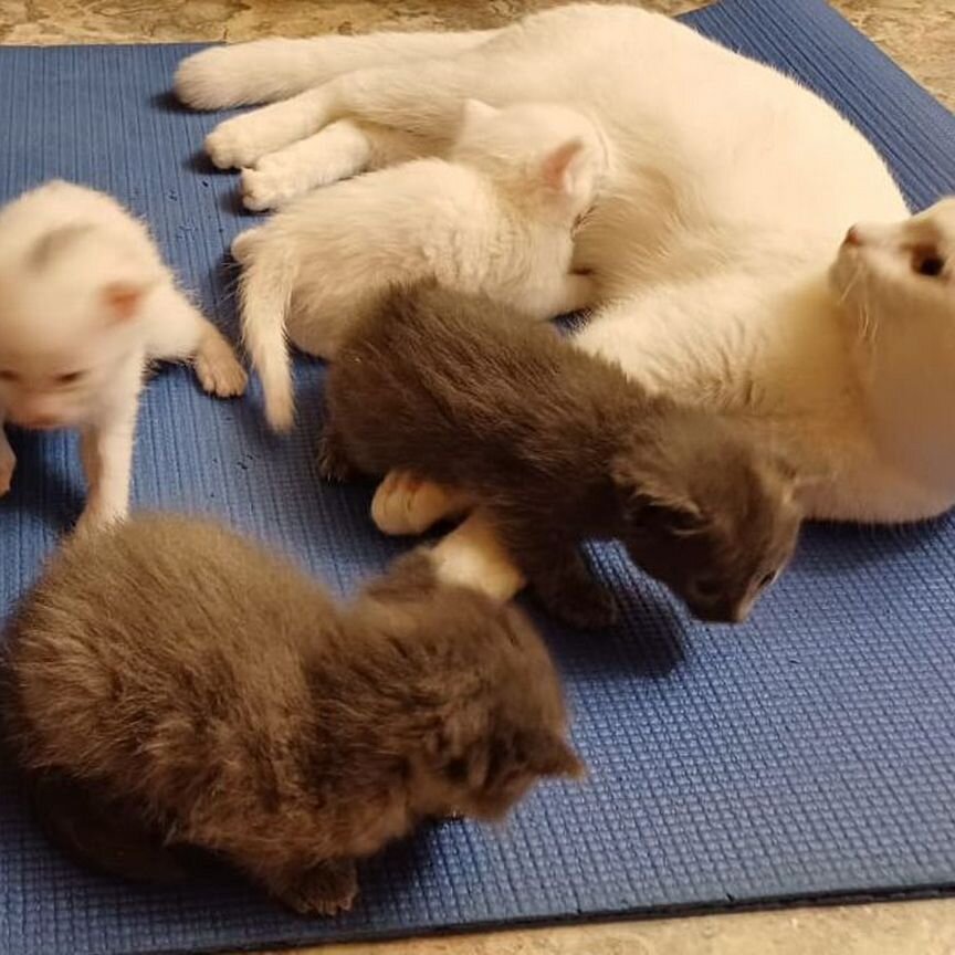 Котята в добрые руки 1 месяц