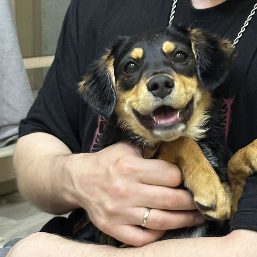 Щенок в добрые руки