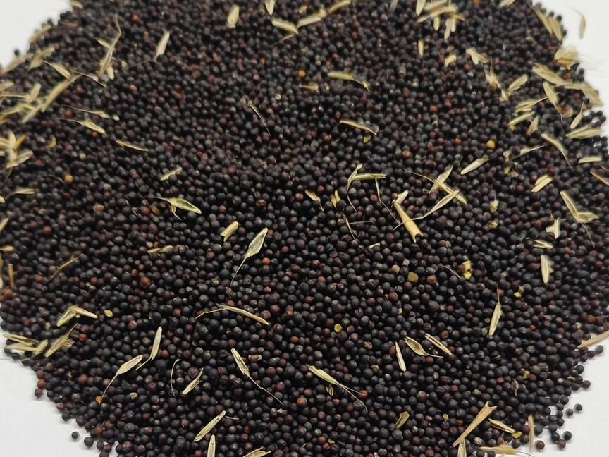 Просо, сафлор, лён, рапс, канареечное семя