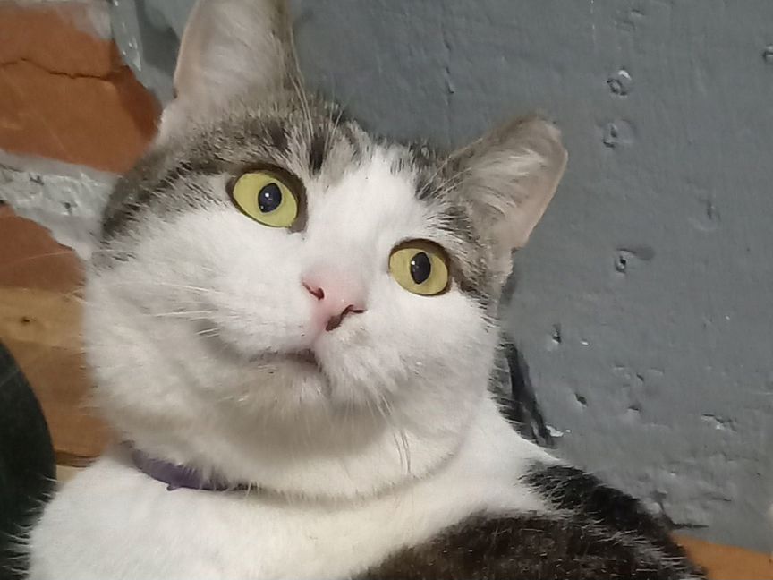 Кошка Матильда