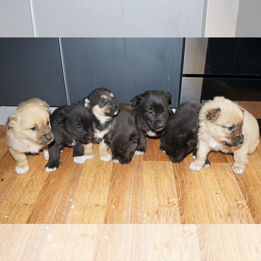 Щенок в добрые руки