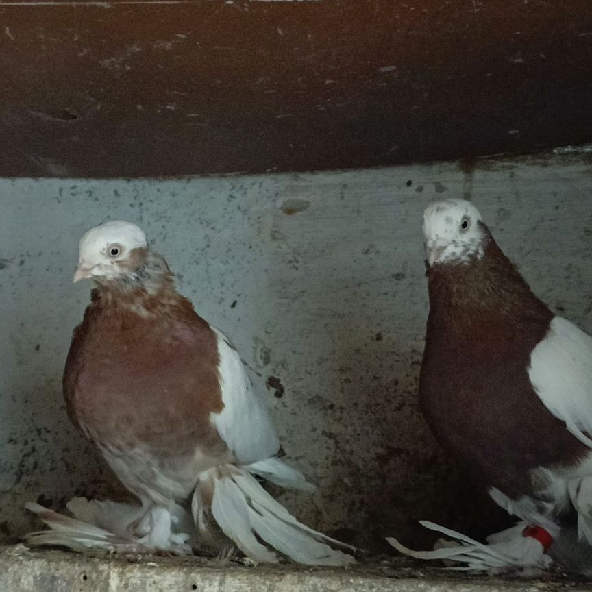 Купля-продажа голубей