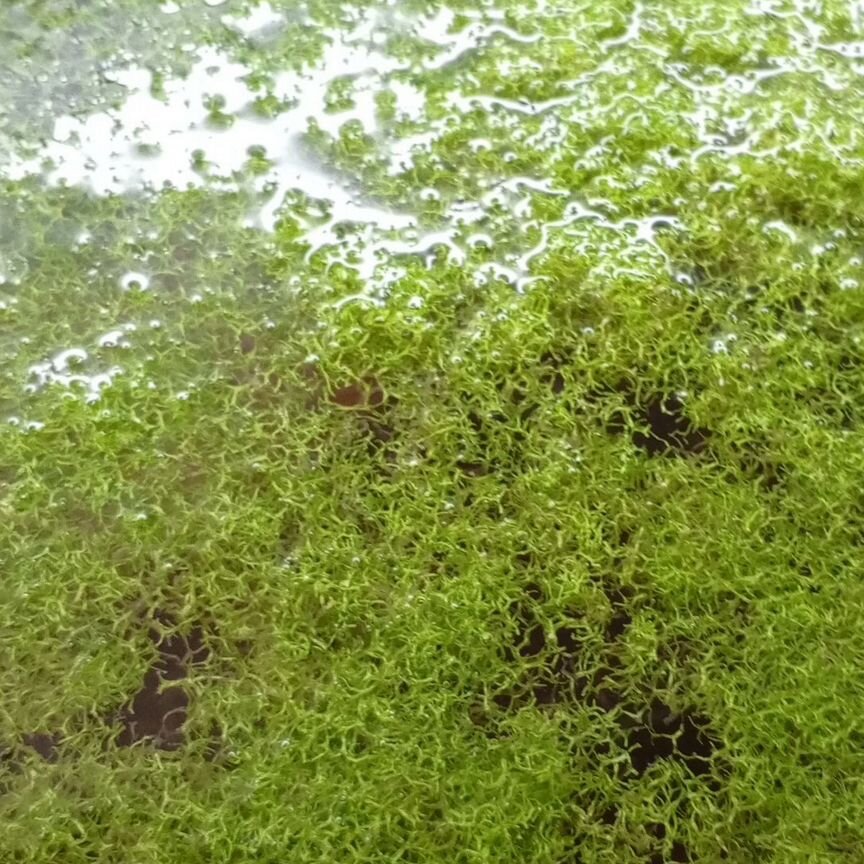 Мох для аквариума