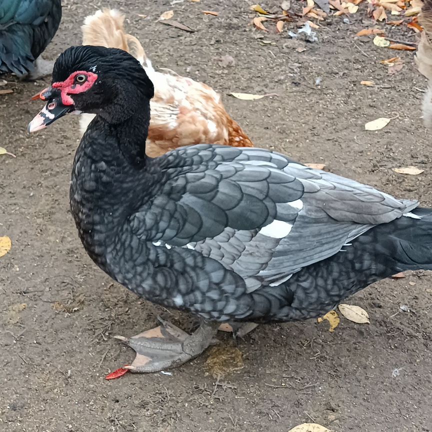 Мускусные утки