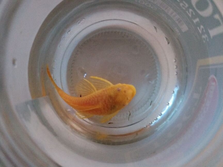 Отдам в добрые руки самку анциструса