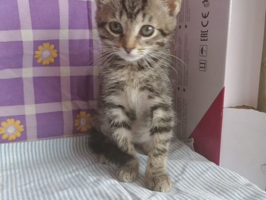 Котенок-девочка 2 мес ищет дом