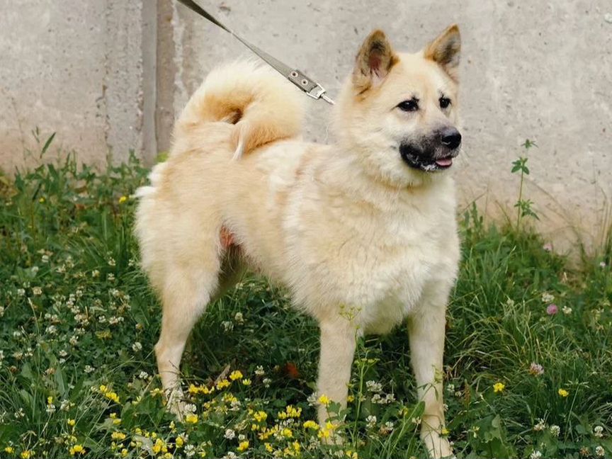 Боня фенотип лайки