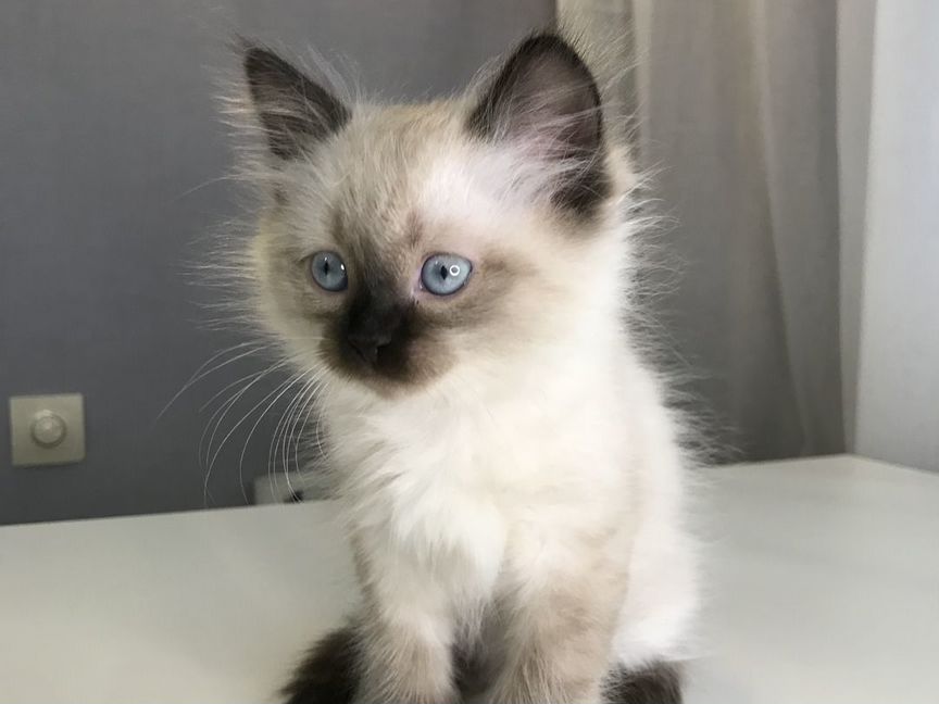 Котята. Невская Маскарадная и тайская