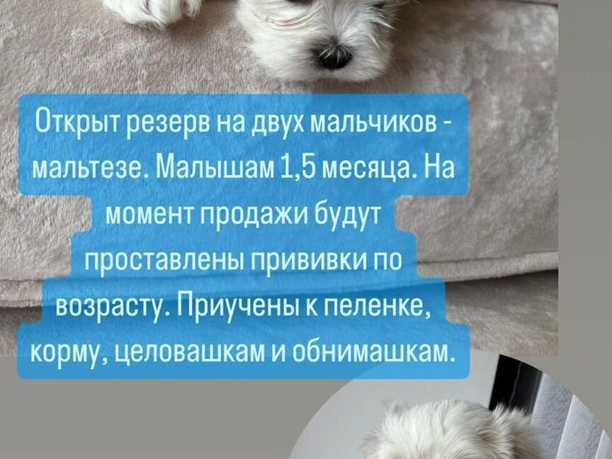 Щенки мальтийской болонки