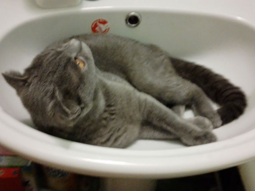 Кот Ричард (В самые добрые руки )